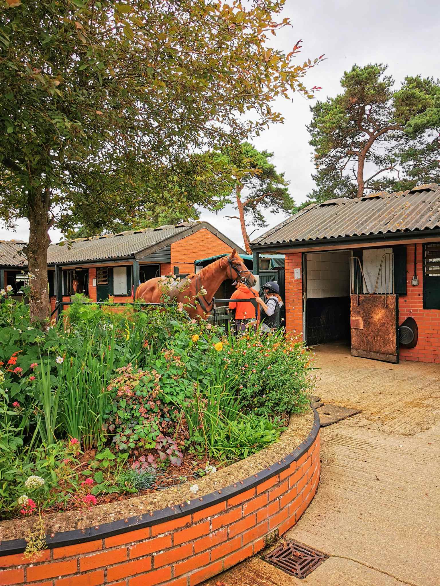 Happy horses, decking and ice lollies! – David Simpson – life through a ...